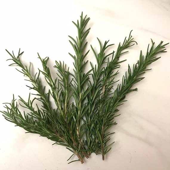 Fresh Rosemary Sprigs Rosemary Bunch Six 5 6 - Etsy