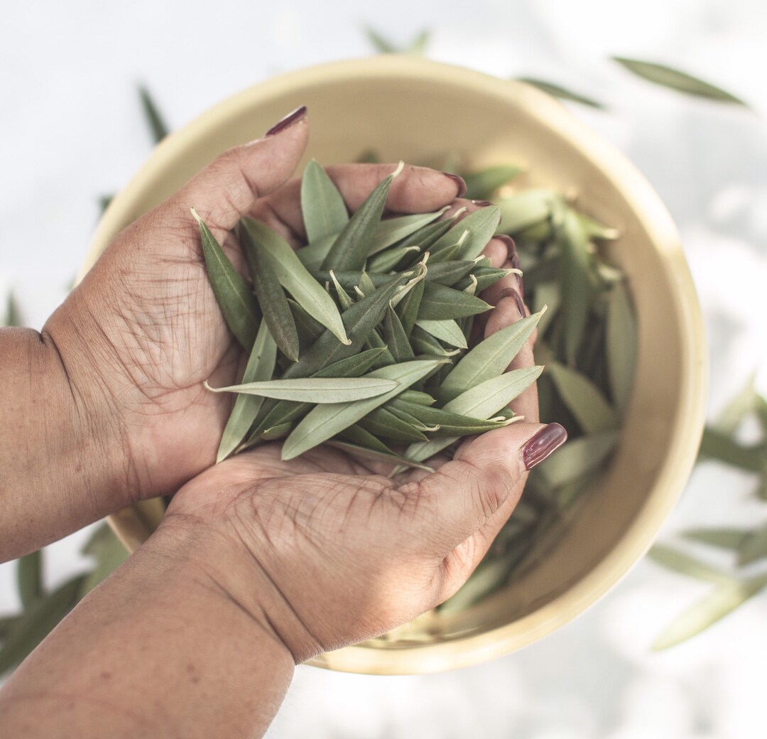 FRESH Olive Leaves | Hand Picked | Wedding Confetti, Olive Leaves ...