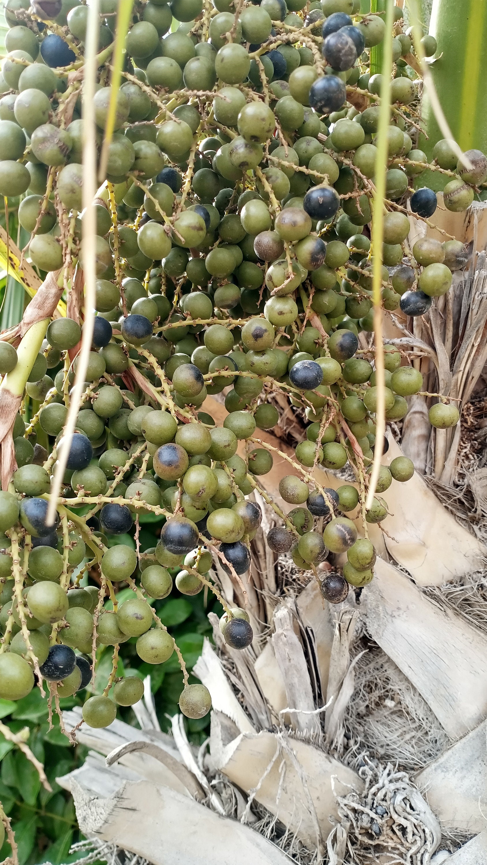 60 Perforated Sabal Seeds, Natural Beads - Etsy