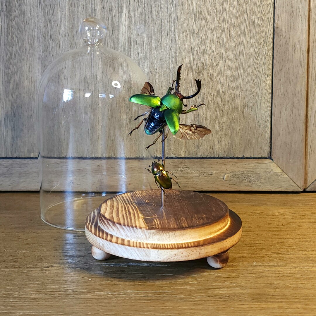 Green Stag Beetle Pair - Etsy