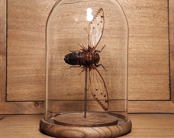 Empress Cicada - Etsy