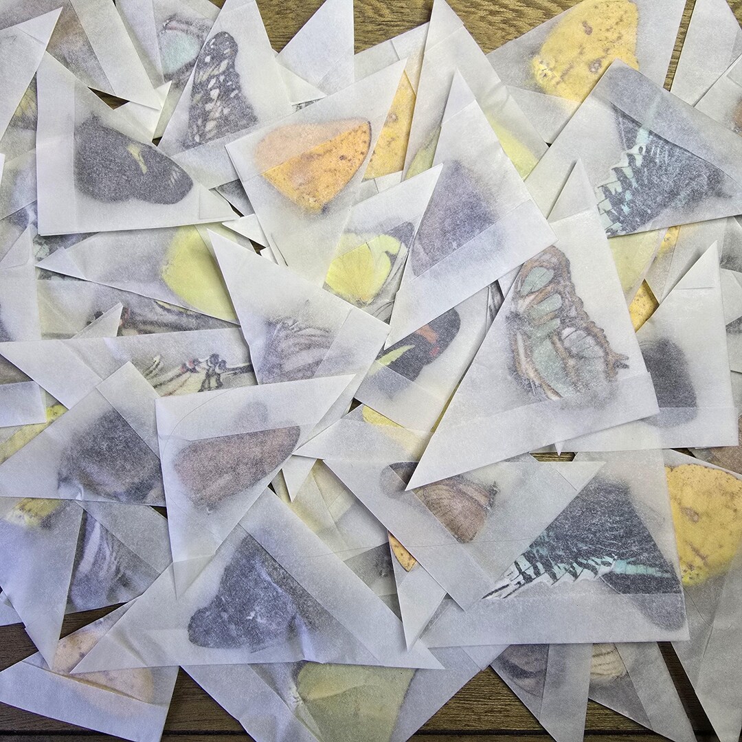 Mystery Butterfly Lot - Peru - Etsy