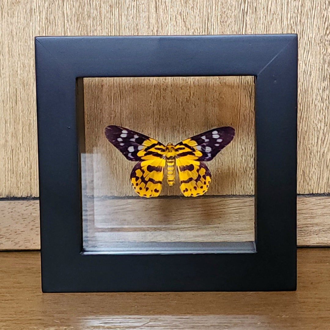 False Tiger Moth - Etsy