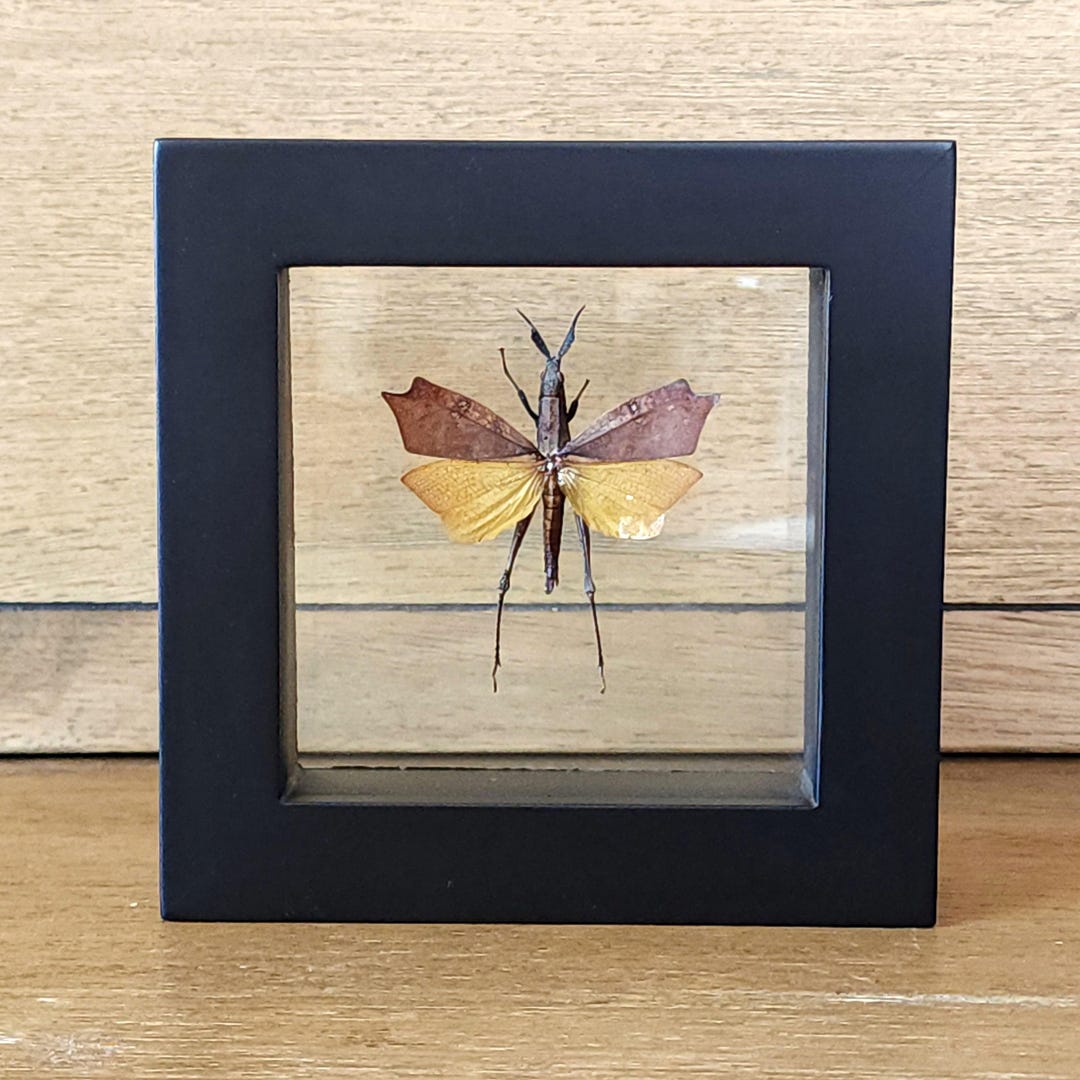 Leafwing Grasshopper Shadow Box Frame - Etsy