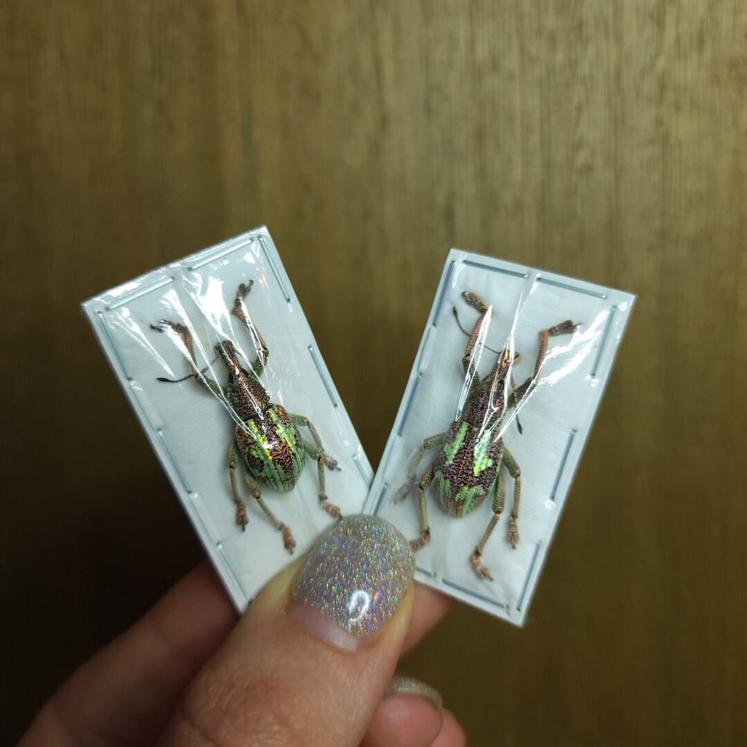 RARE Weevil (rhinoscapha Dohrni) - Unmounted Specimen - Etsy