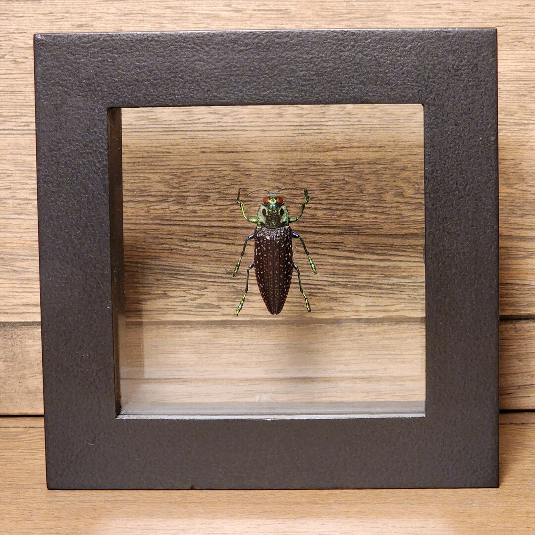 False Eyed Jewel Beetle Shadow Box - Etsy