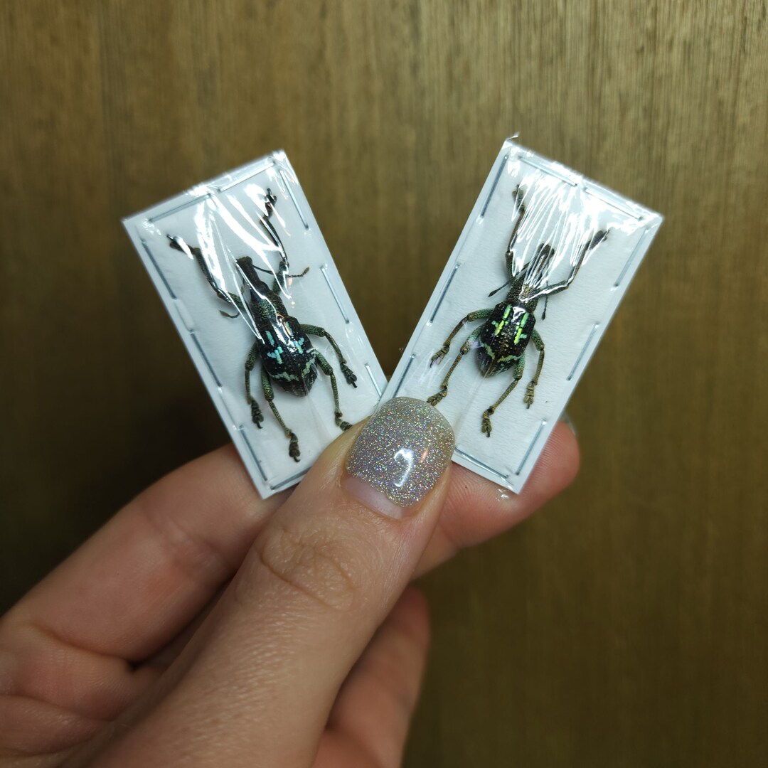 RARE Weevil (rhinoscapha Basilica) - Unmounted Specimen - Etsy