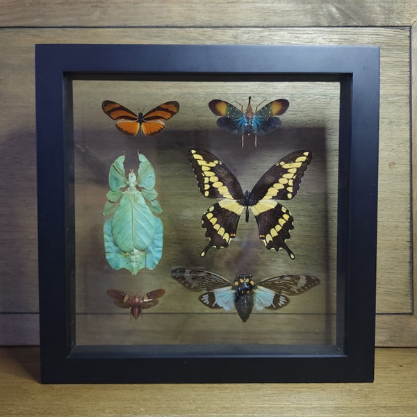 Insect Collection - Etsy