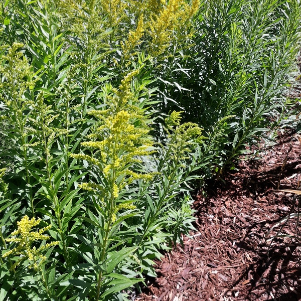 Goldenrod Flowers - Etsy