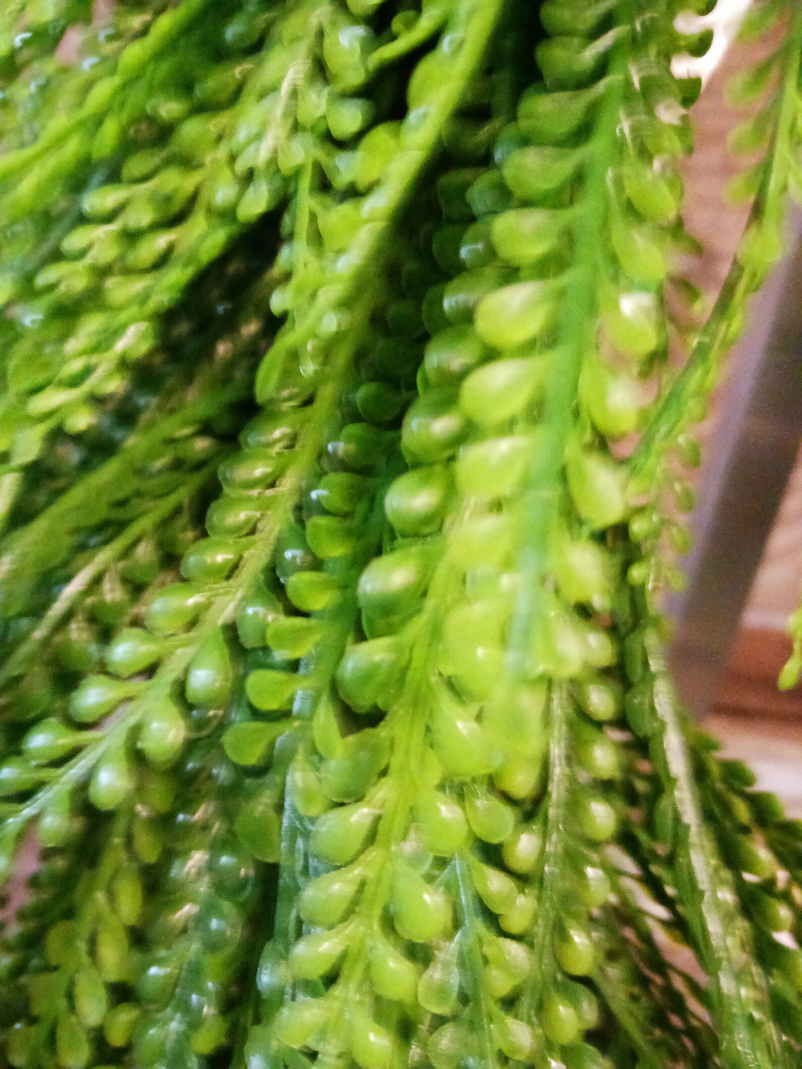 All Year Round Wreath, Bead Grass Wreath, Button Fern Wreath, Greenery ...