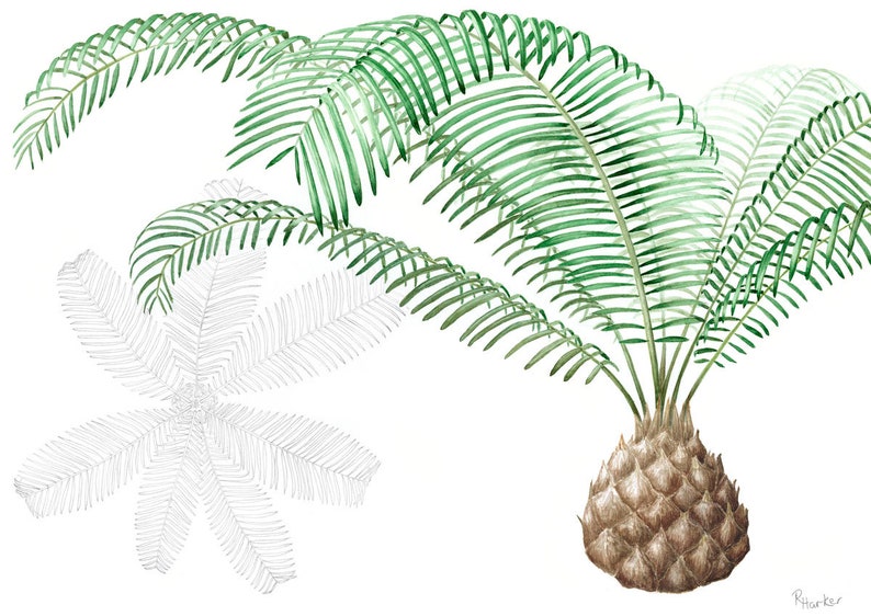 Botanical Art Print Giclee Illustration Cycas Revoluta | Etsy