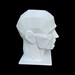 7 17.78 Cm Planar Head, Planar Bust, Learn the Planes of the Head ...