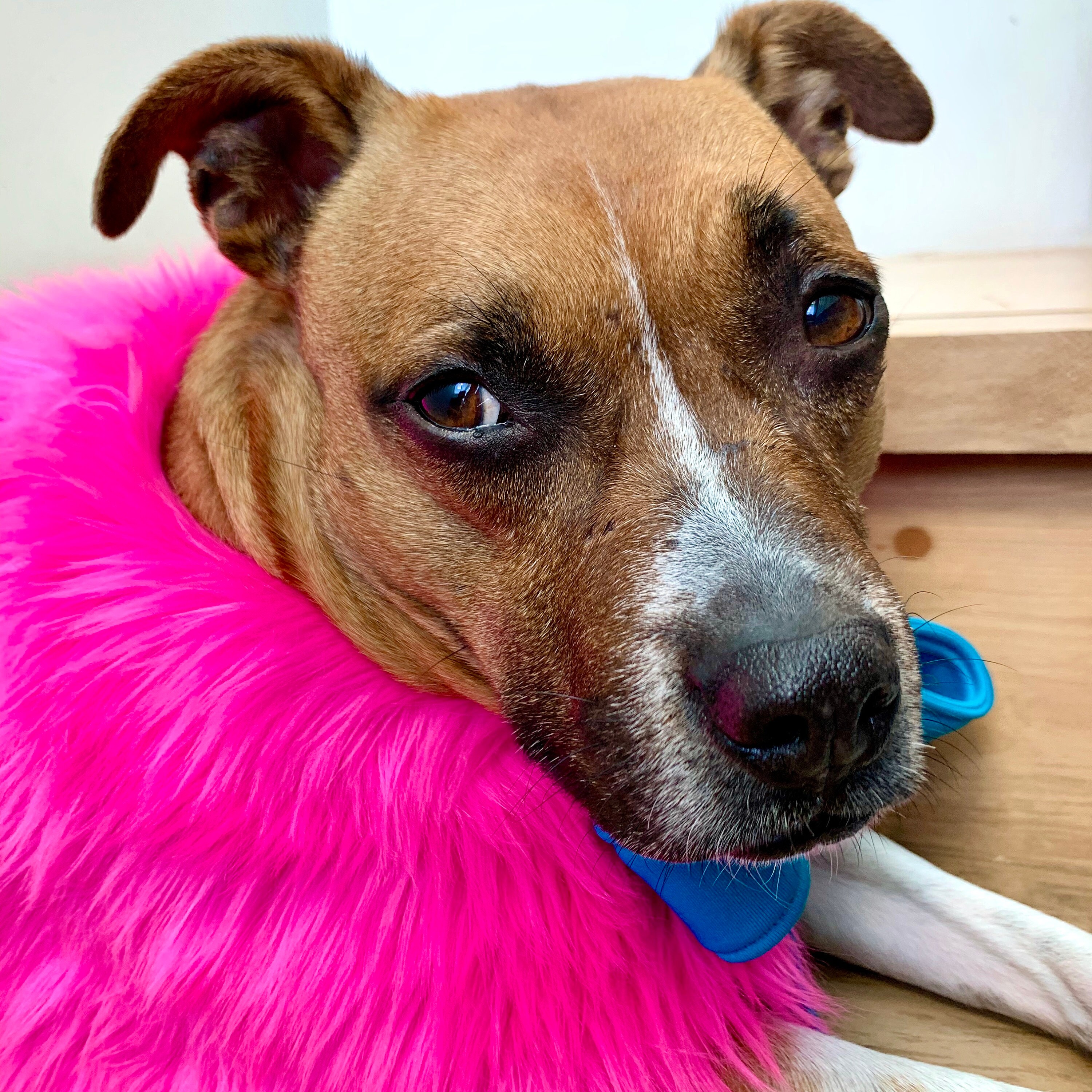 Pink Fun Fur Dog Coat - Etsy