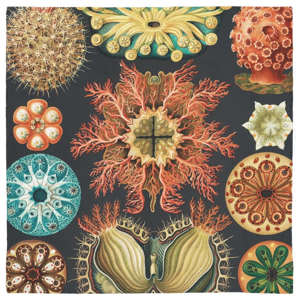 1904 Illustrated Head Scarf of Ascidiae Sea Squirts - Etsy