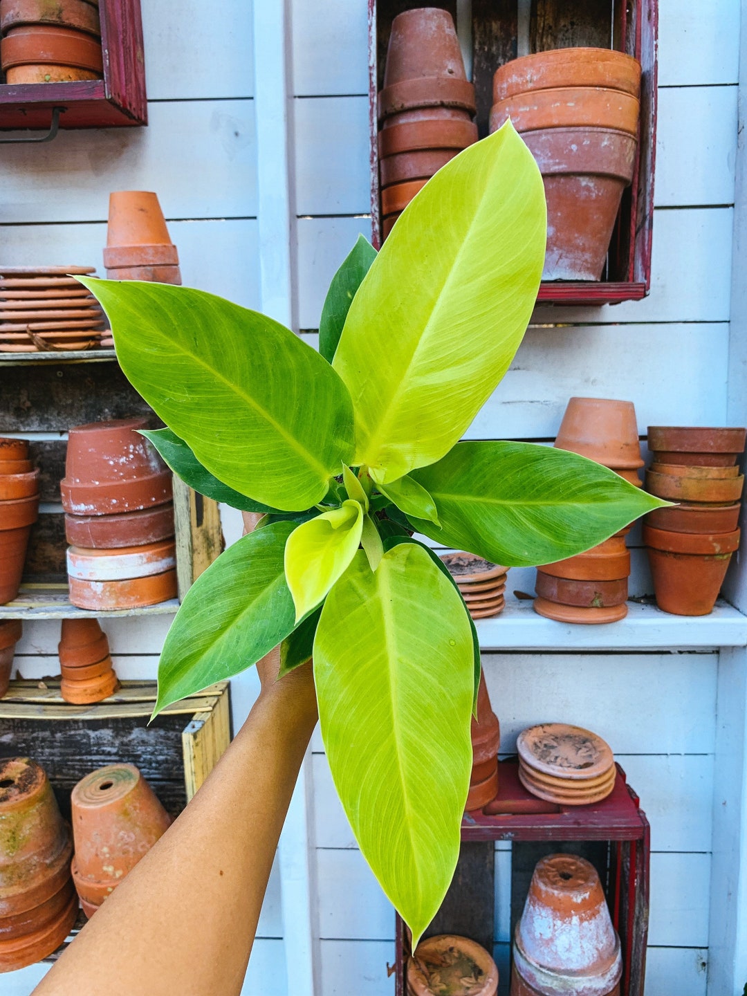 Philodendron RUSH Rare Philodendron New Philodendron Hybrid - Etsy