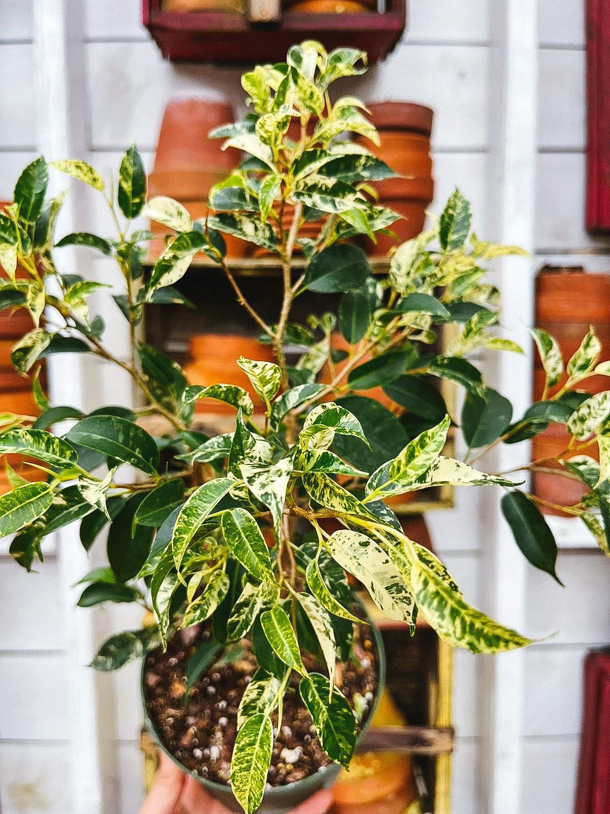 Ficus Benjamina Variegata