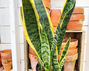 Twisted Snake Plant - Etsy