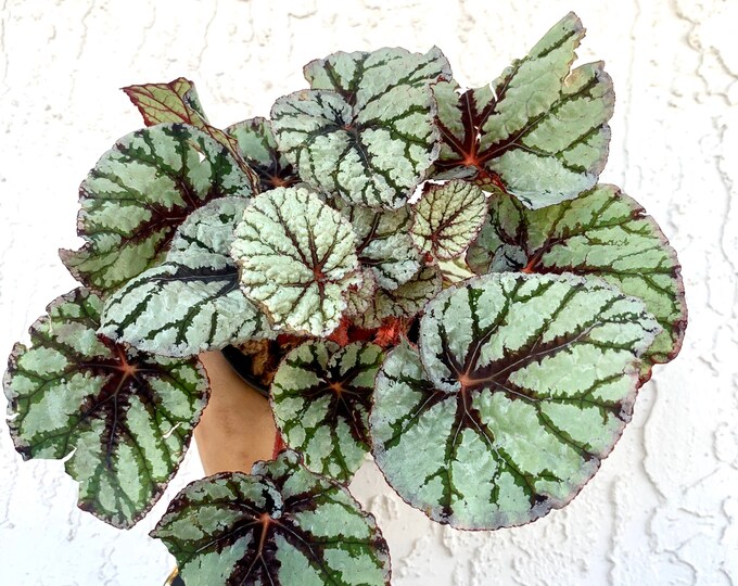 Begonia Rex salsa Begonia Rex Plant 4inch Live Potted - Etsy
