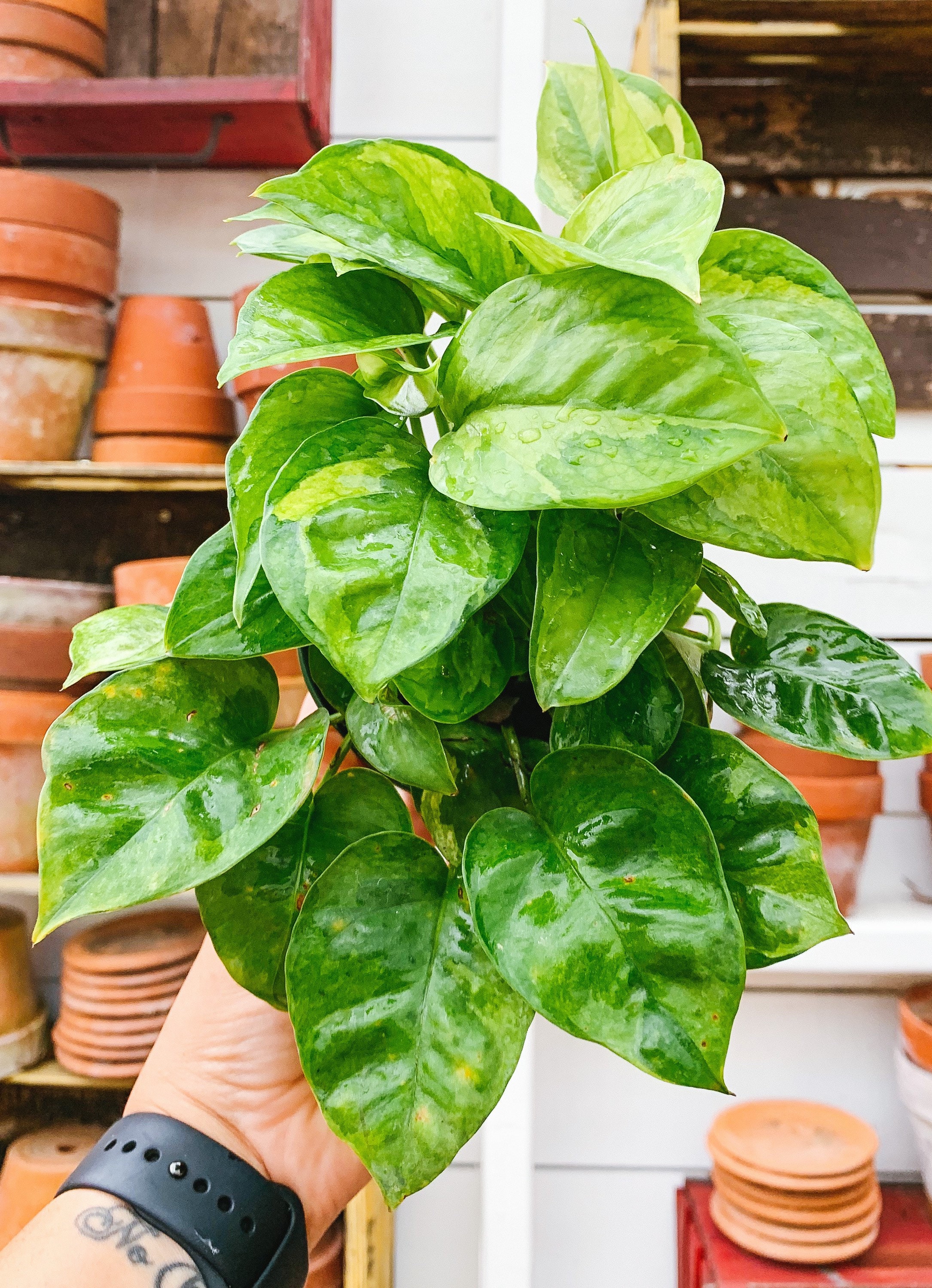 Emerald Pothos Epipremnum Aureum Devils Ivy 4 Live potted | Etsy