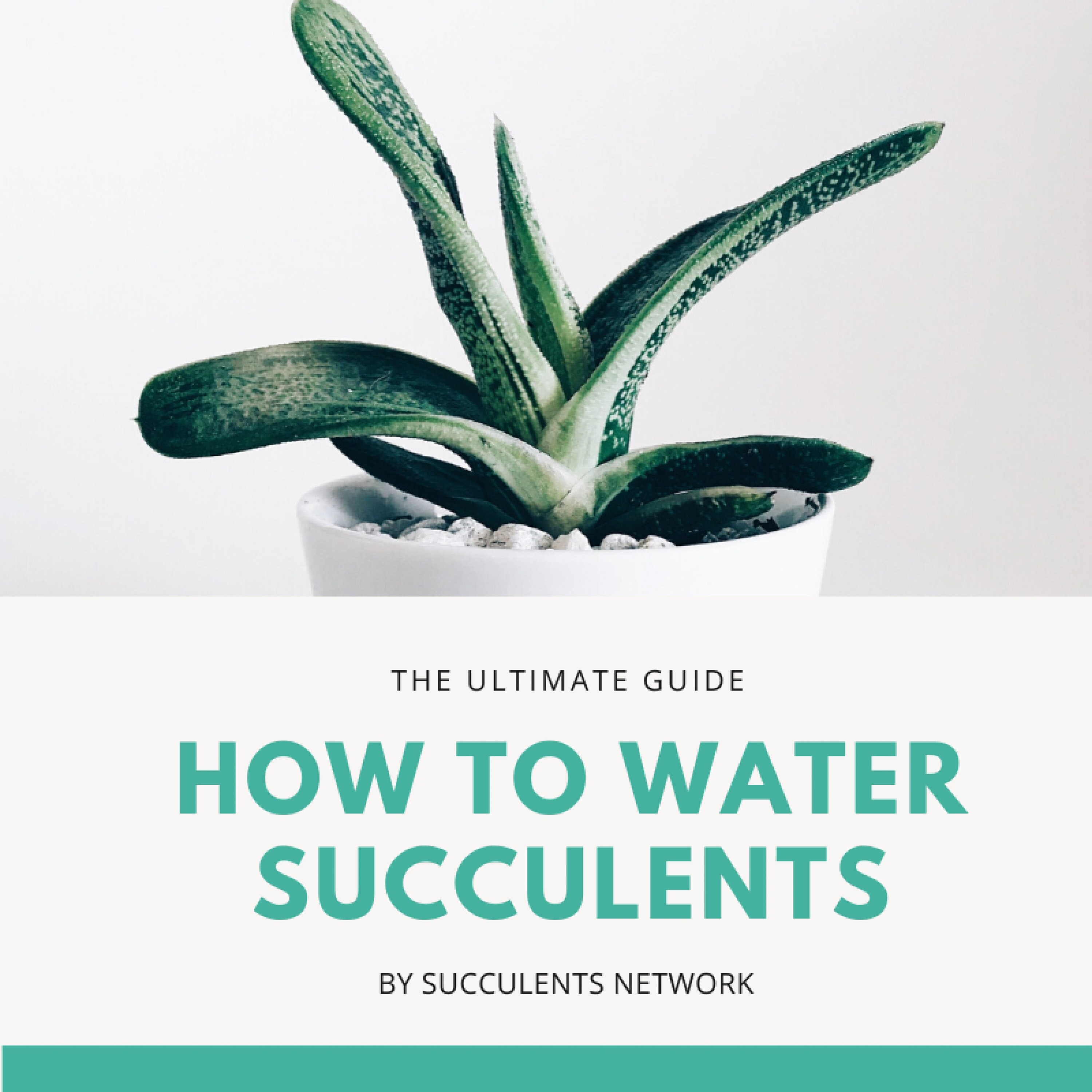 How To Water Succulents Etsy