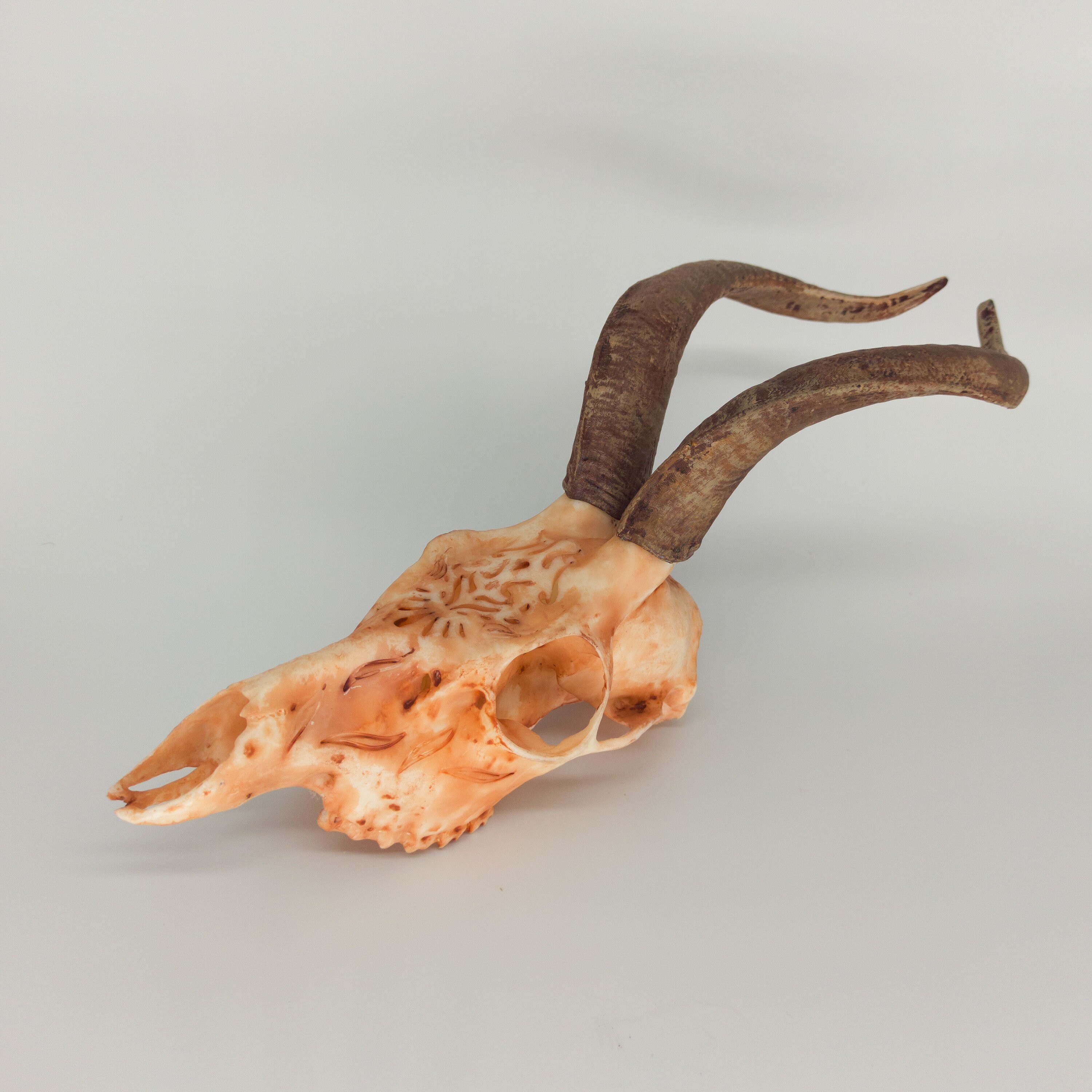 Faux Taxidermy Carved Antelope Skull in Bone Color With Brown Antlers ...