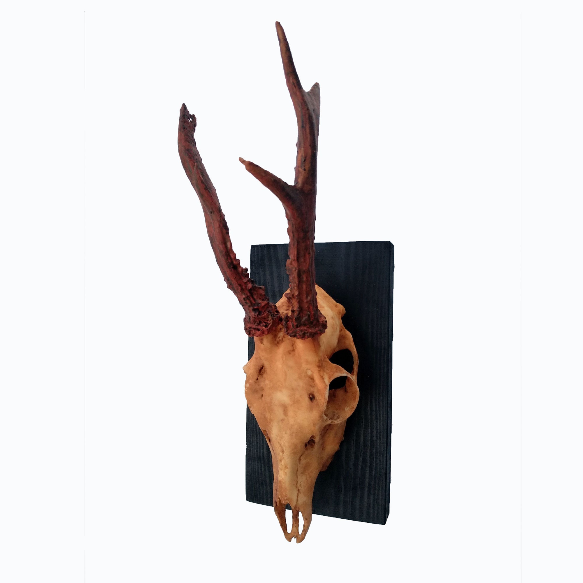 Hand-painted 3D Printed Faux Deer Skull: Bone Color, Brown Antlers ...