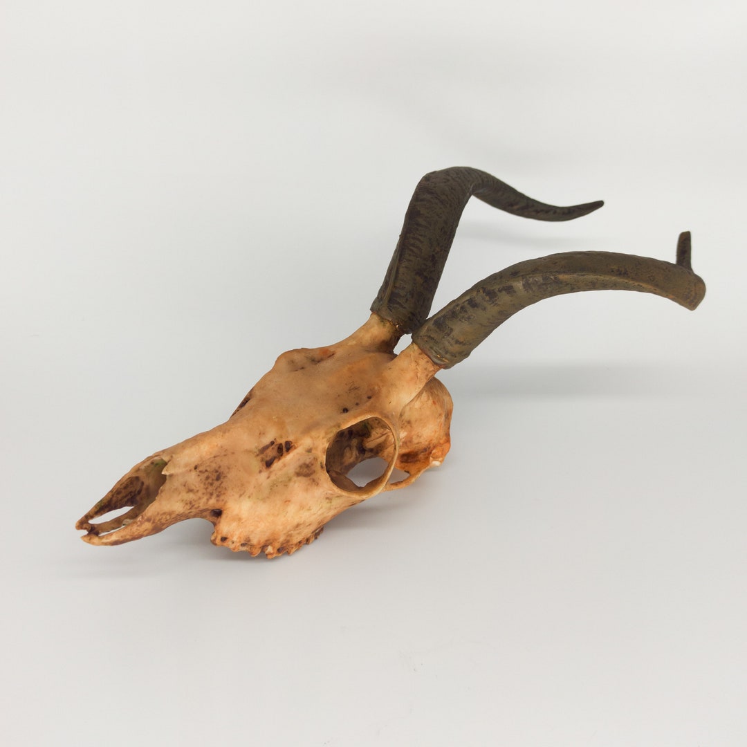 Faux Taxidermy Antelope Skull in Bone Color With Brown Antlers,antelope ...