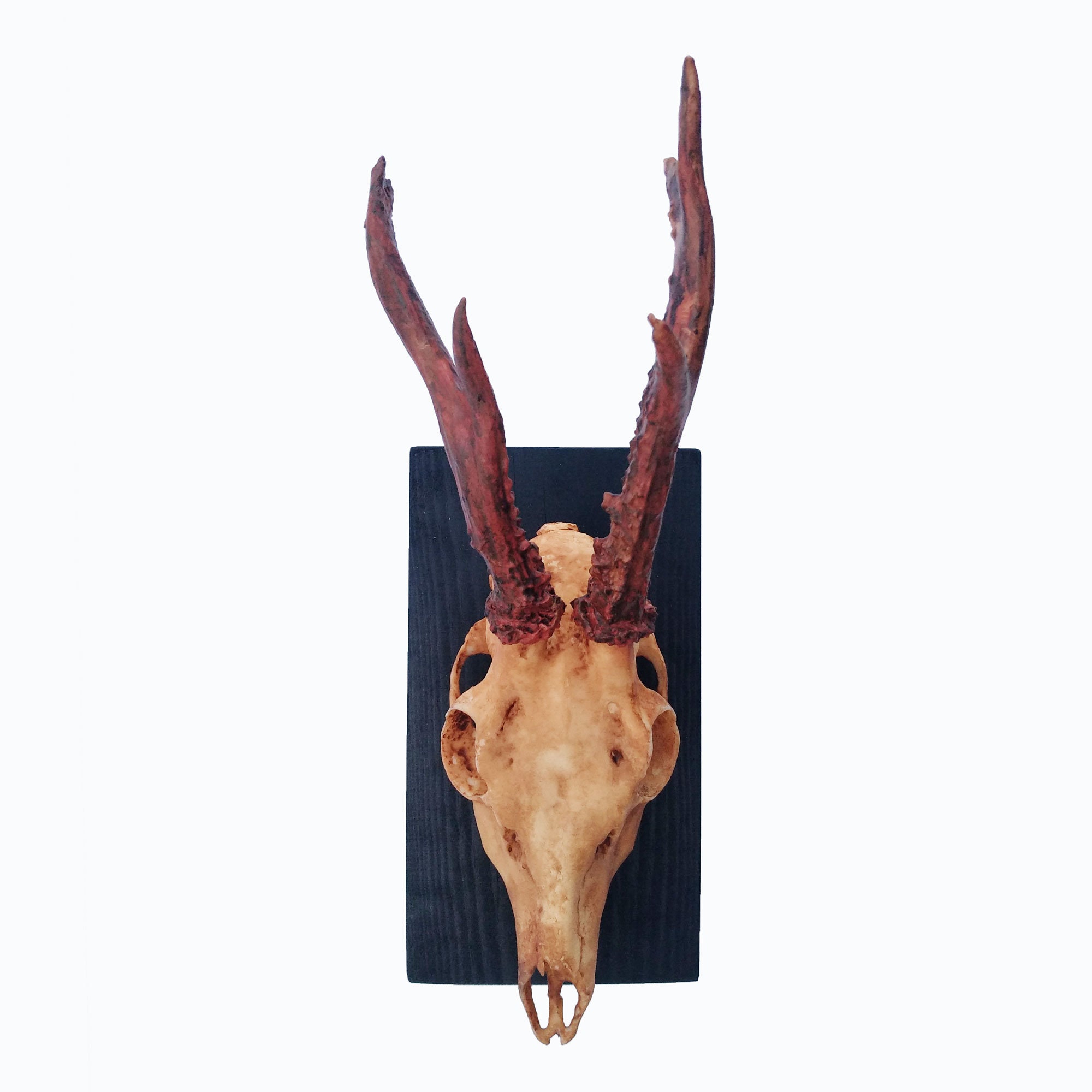 Hand-painted 3D Printed Faux Deer Skull: Bone Color, Brown Antlers ...