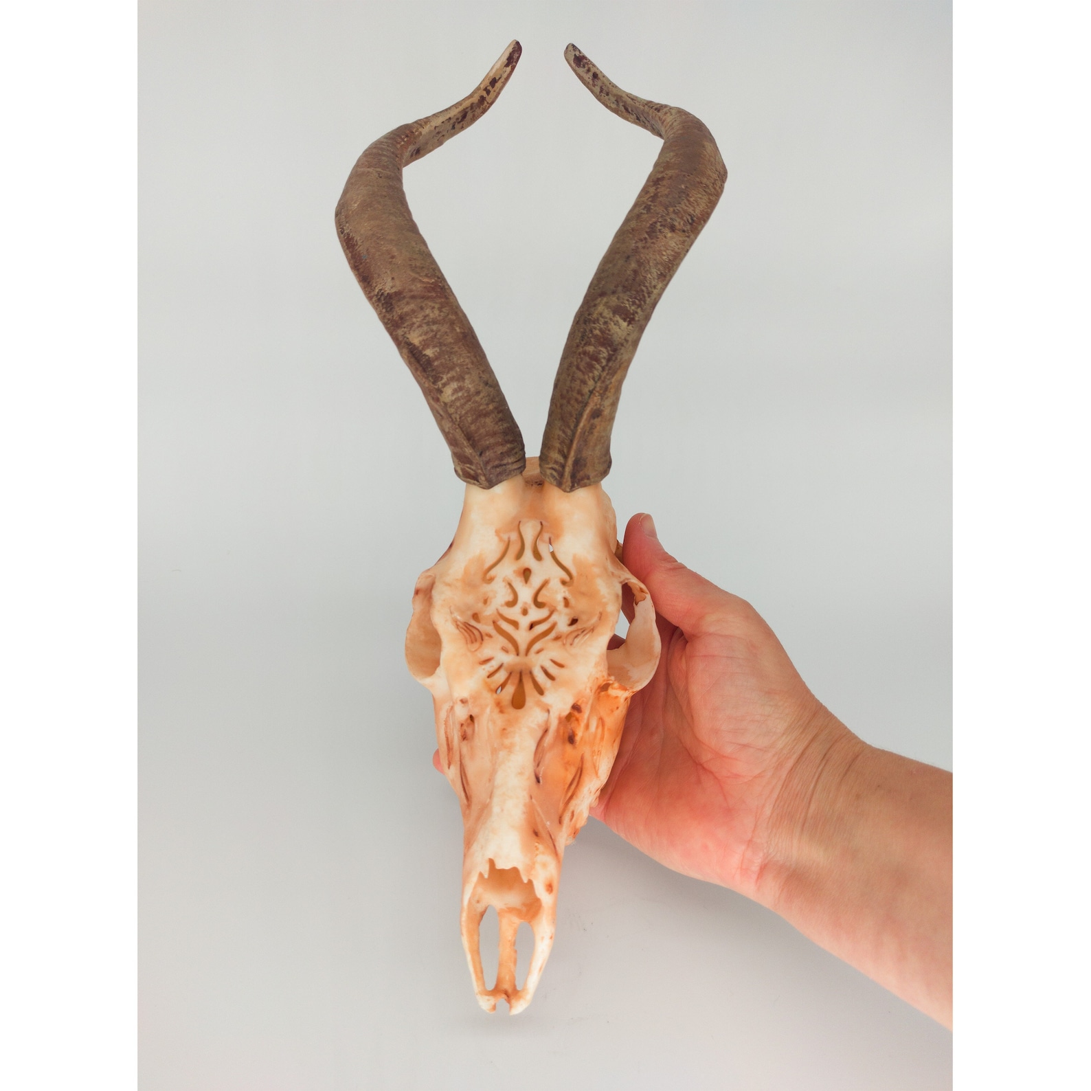Faux Taxidermy Carved Antelope Skull in Bone Color With Brown Antlers ...
