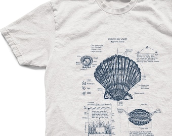 Anatomía De La Vieira