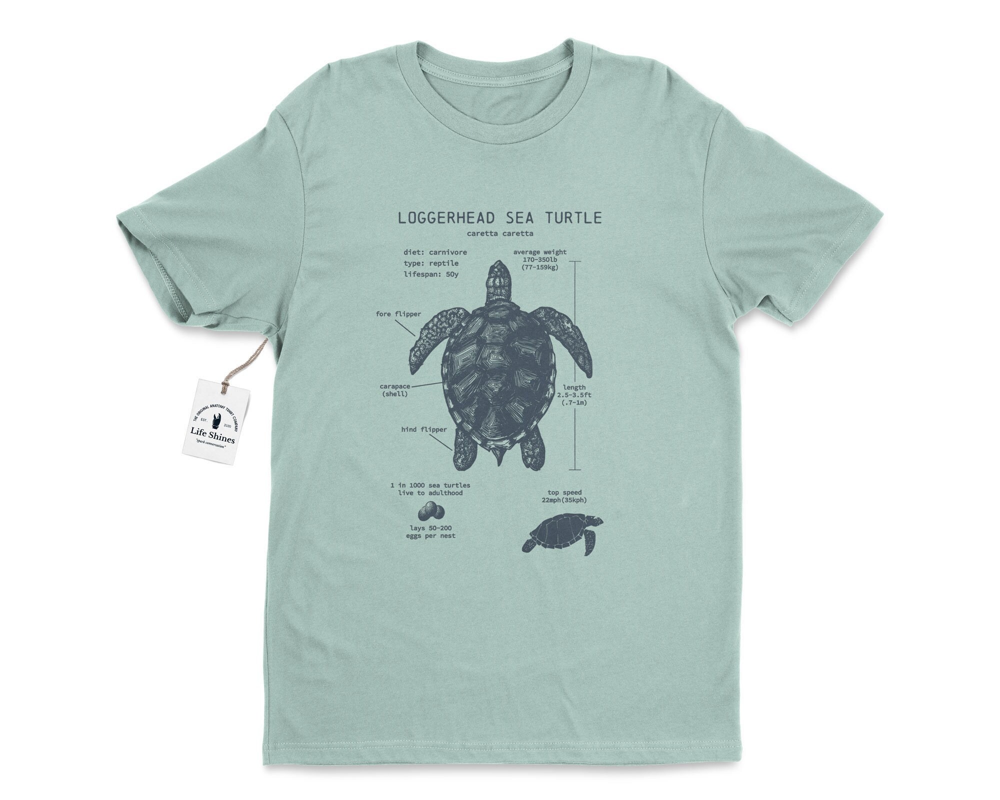 Loggerhead Sea Turtle Anatomy T Shirt Loggerhead T-shirt Sea - Etsy