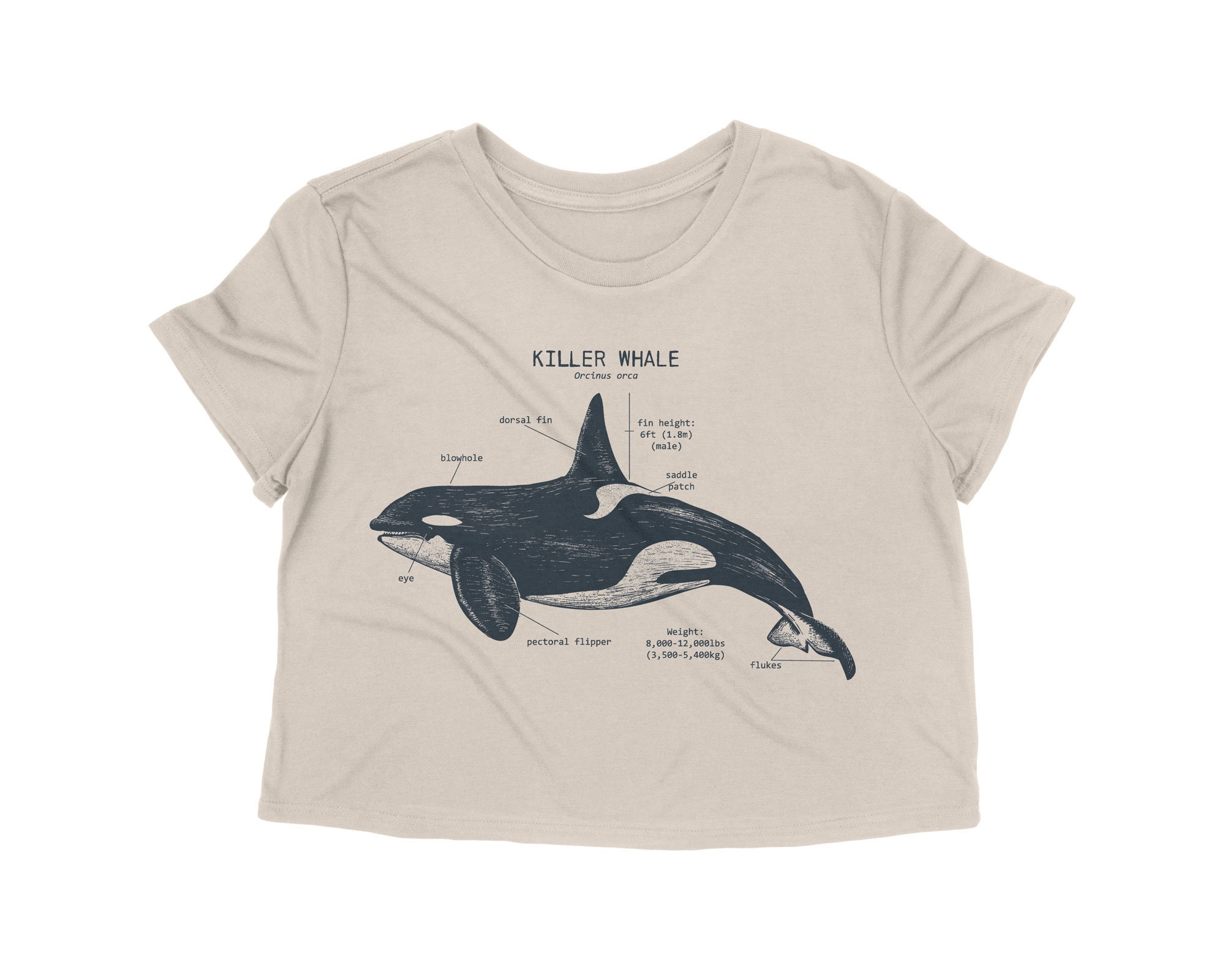 Killer Whale Anatomy Crop Top Orca Top Marine Biologist - Etsy