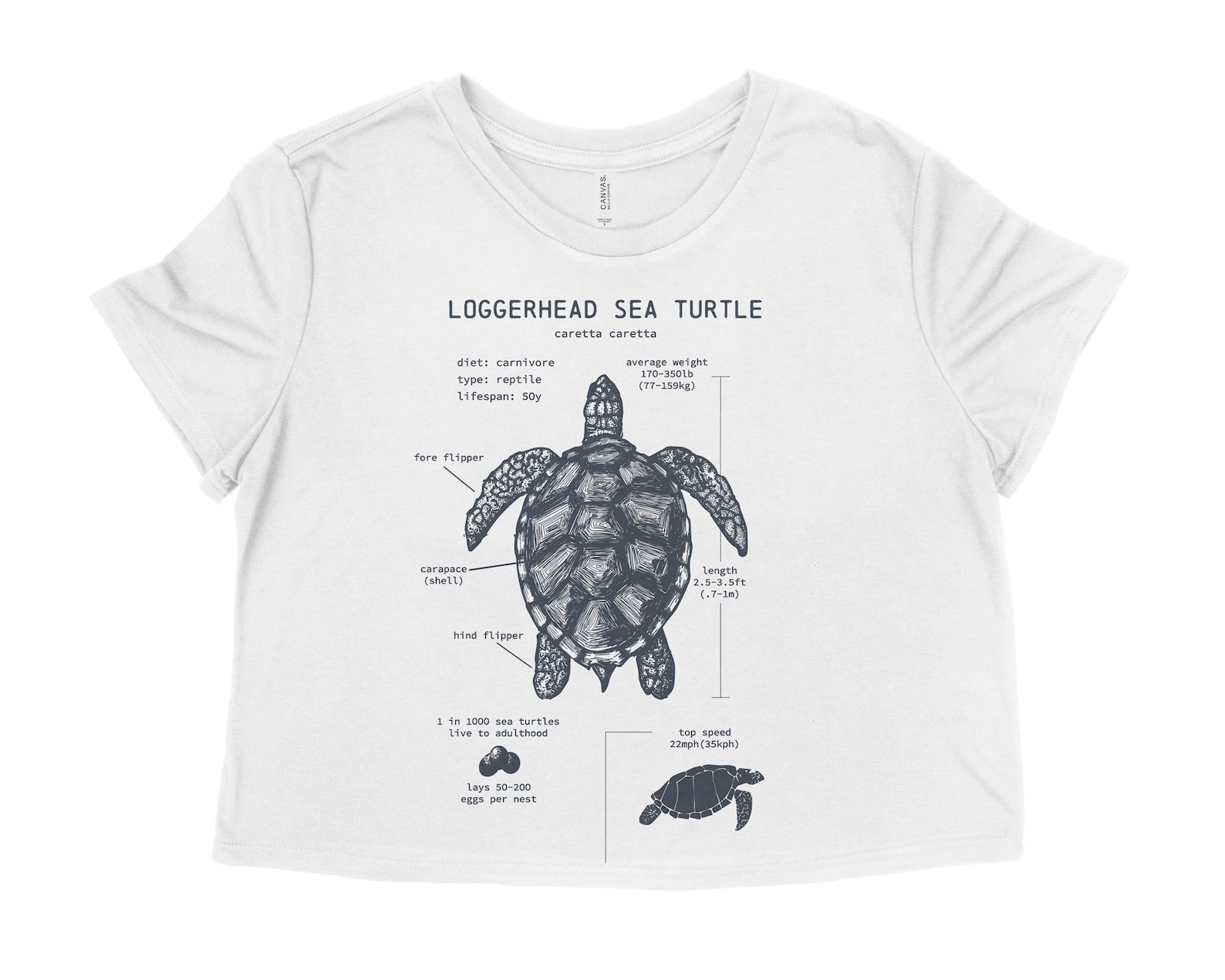 Sea Turtle Anatomy Crop Top Loggerhead Crop Top Marine - Etsy