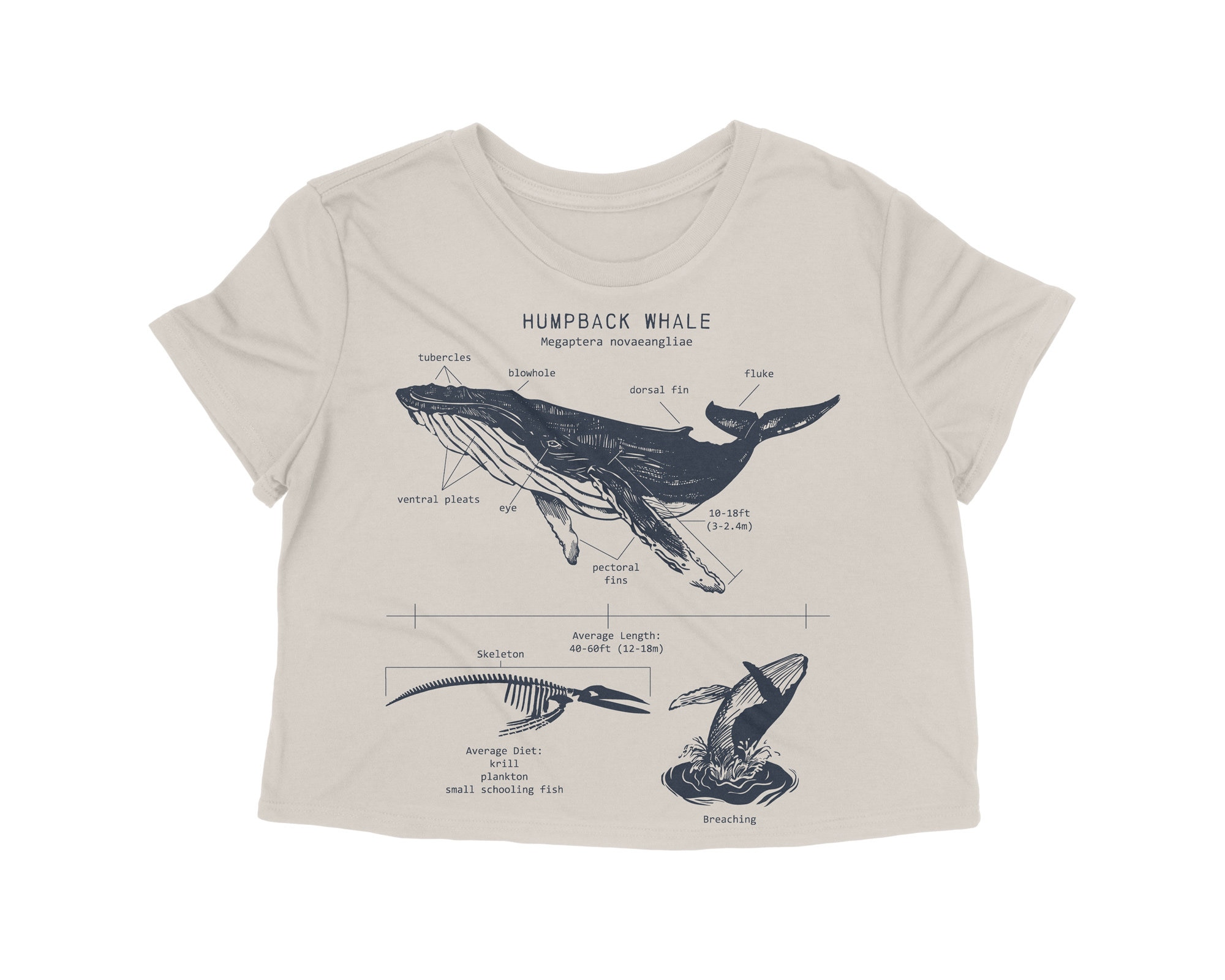 Humpback Whale Anatomy Crop Top Humpback Whale Crop Top - Etsy