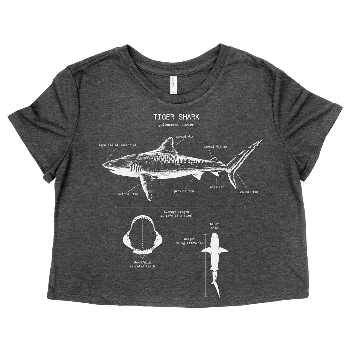 Tiger Shark Anatomy Crop Top, Shark Crop Top, Gifts for Girlfriend ...
