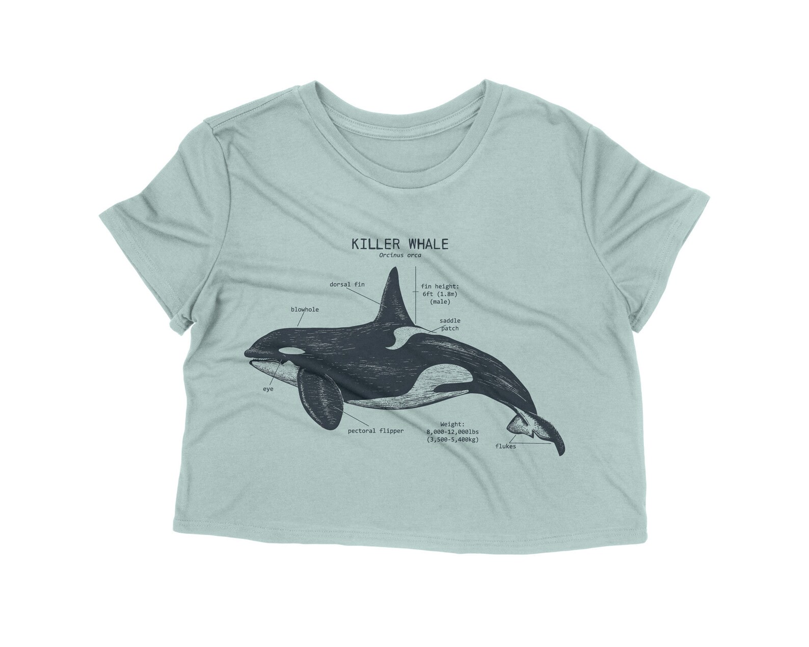 Killer Whale Anatomy Crop Top Orca Top Marine Biologist - Etsy