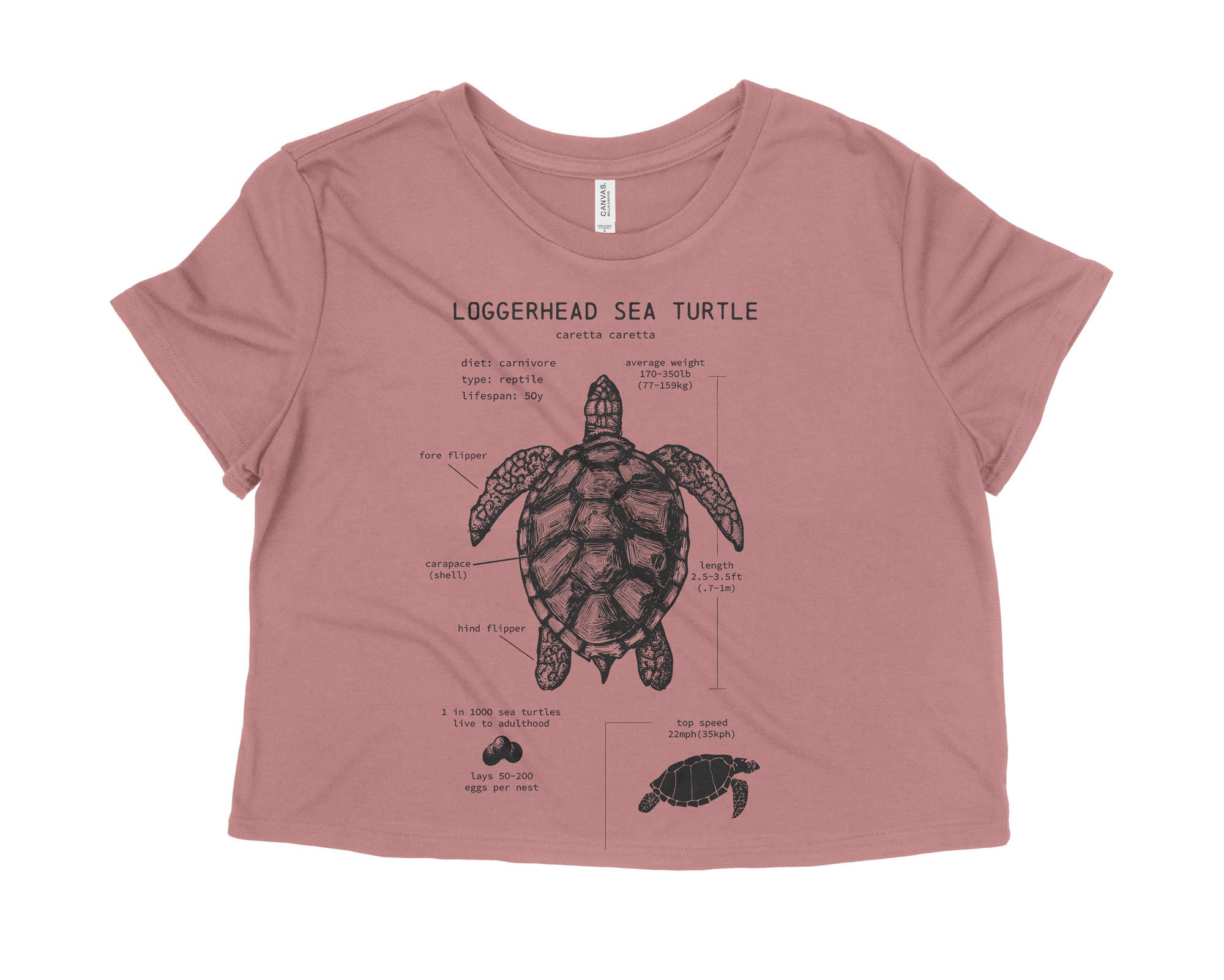 Sea Turtle Anatomy Crop Top Loggerhead Crop Top Marine - Etsy
