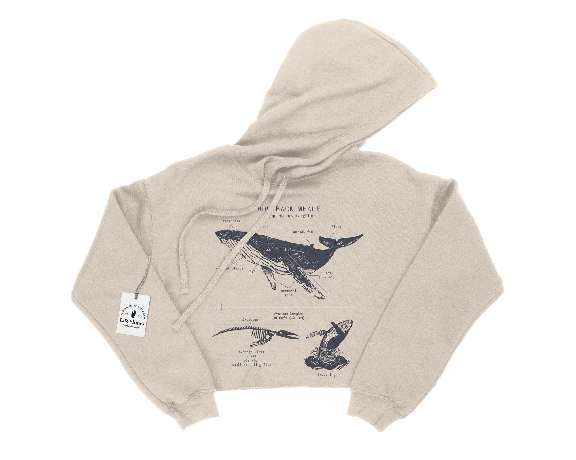Humpback Whale Anatomy Cropped Hoodie, Marine Biology Whale Sweatshirt ...