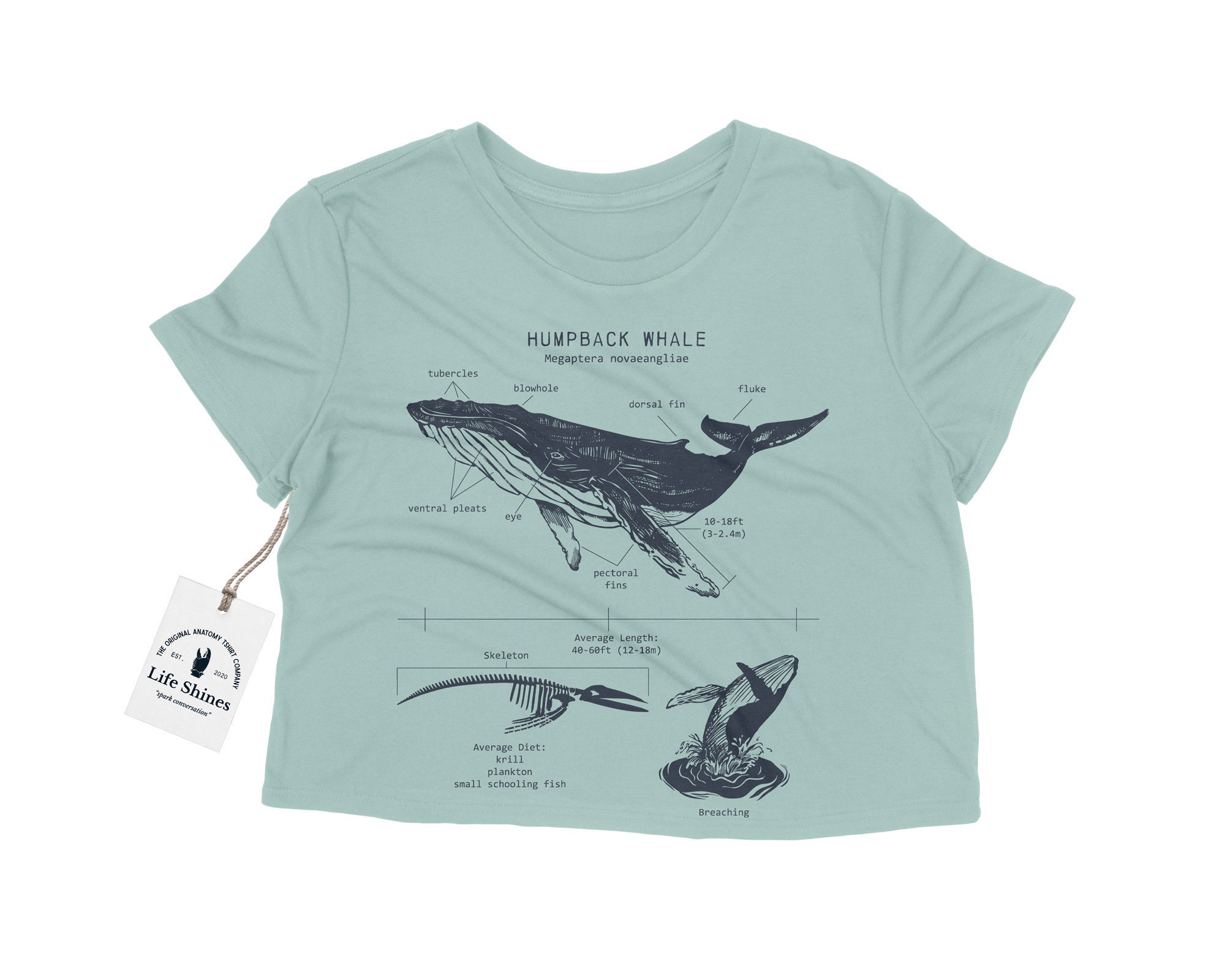 Humpback Whale Anatomy Crop Top Humpback Whale Crop Top - Etsy