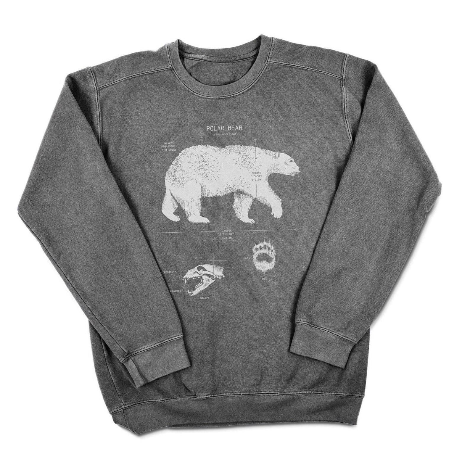 Polar Bear Anatomy Sweatshirt: Polar Bear Drawing - Bear Biology - Hand ...