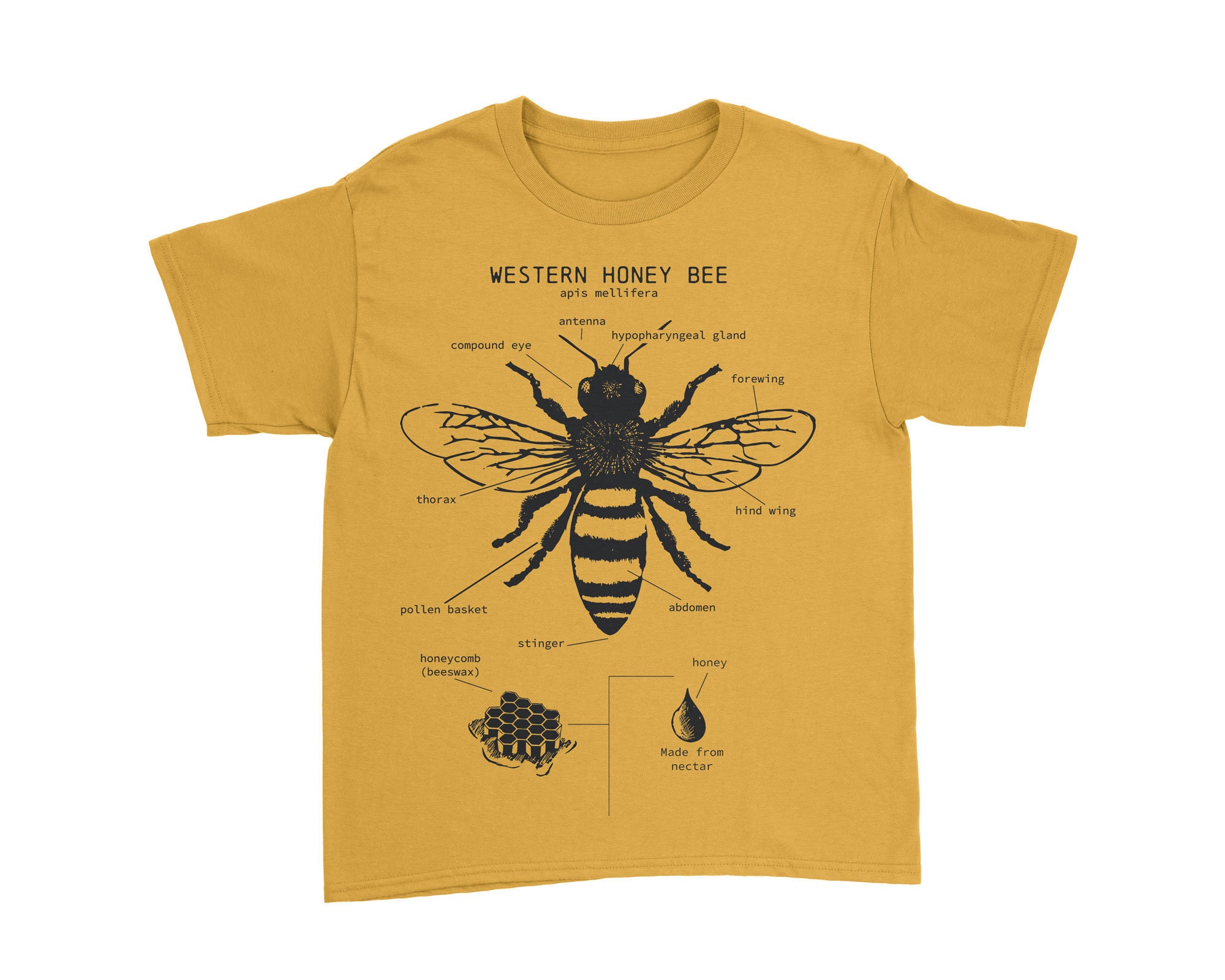 Kids Honey Bee Anatomy T Shirt Honey Bee Shirt for Kids - Etsy