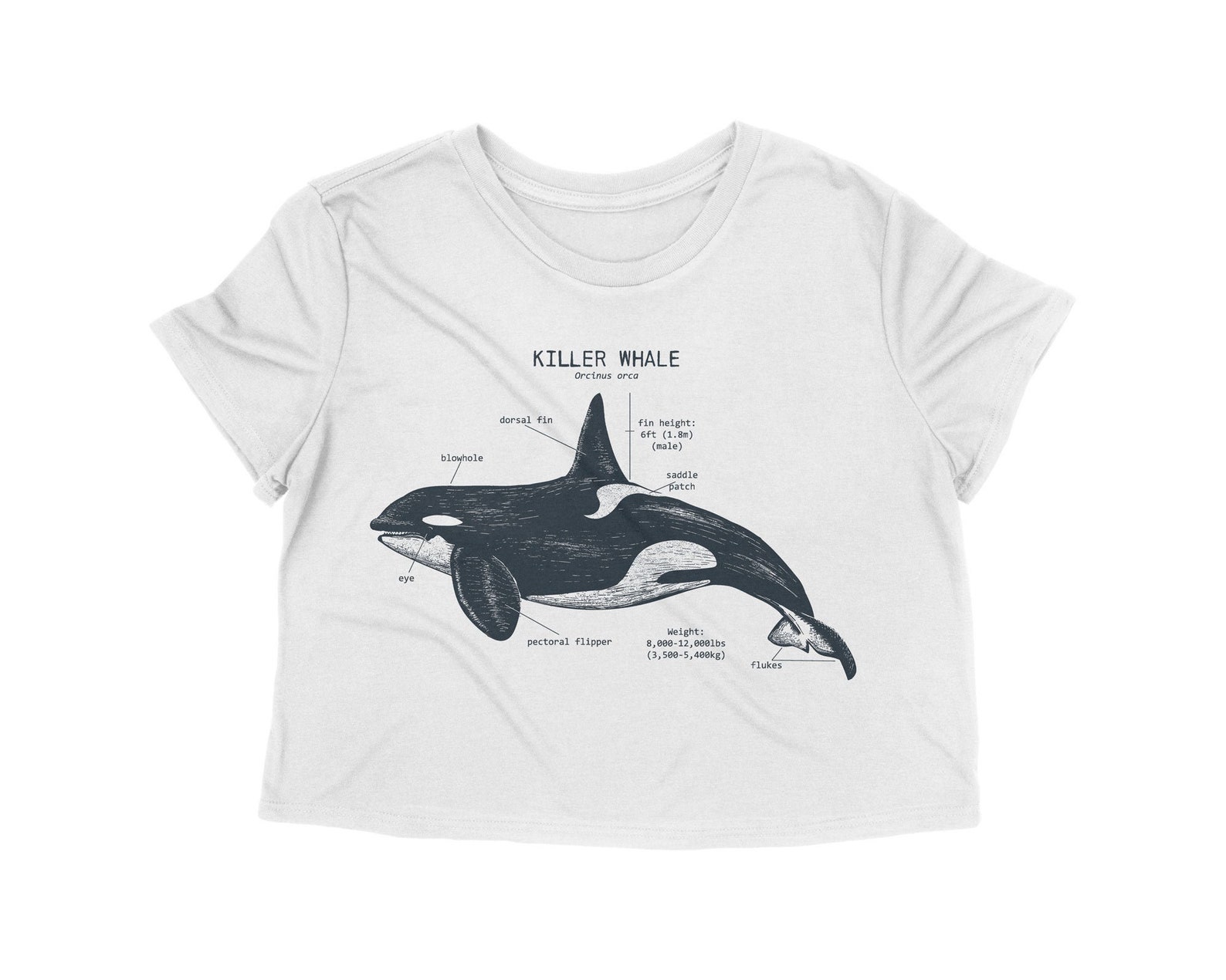 Killer Whale Anatomy Crop Top Orca Top Marine Biologist - Etsy