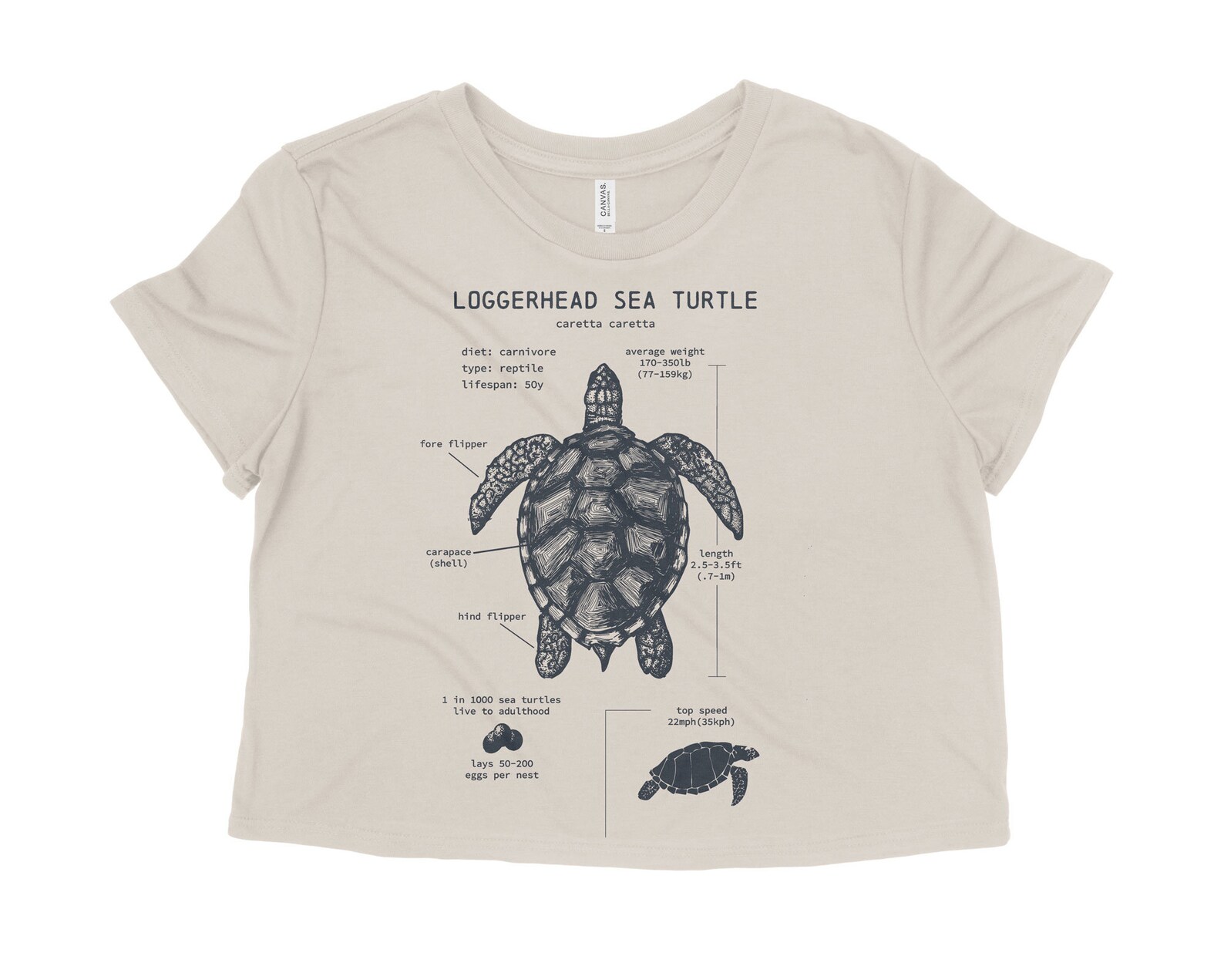 Sea Turtle Anatomy Crop Top Loggerhead Crop Top Marine - Etsy