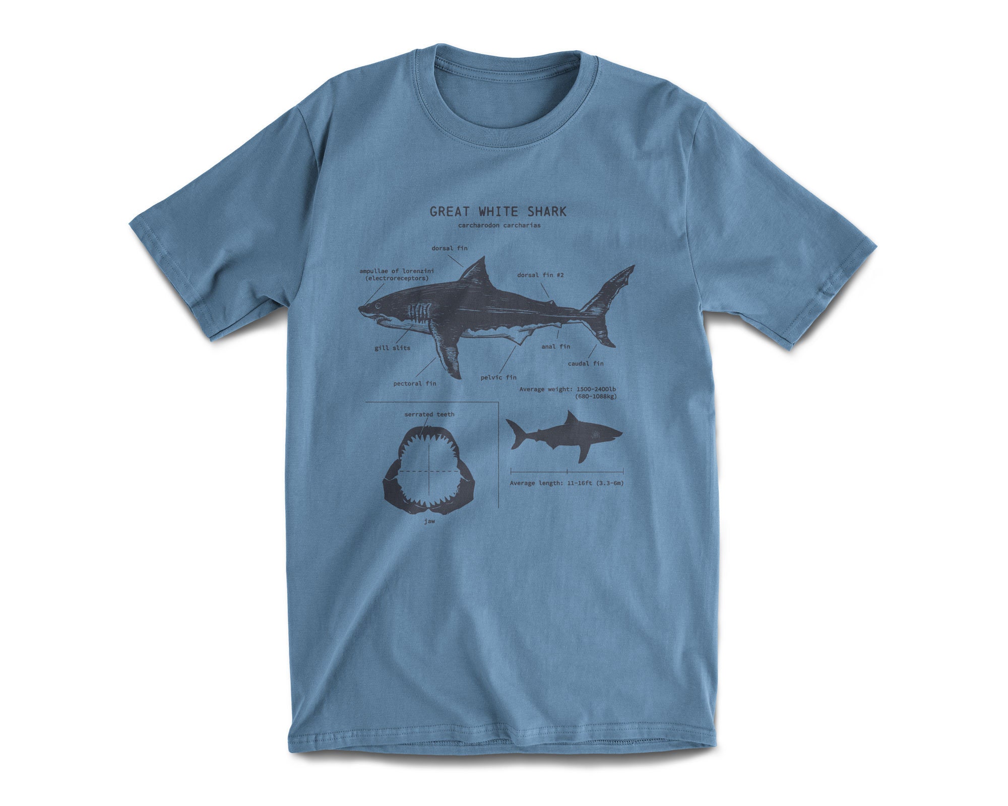 Great White Shark Anatomy T-shirt Shark Anatomy Shirt Shark | Etsy