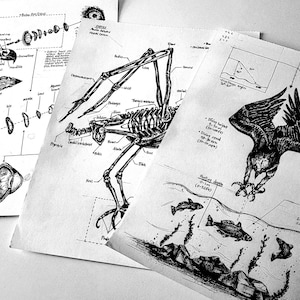 Osprey Anatomy Tote Bag: Natural Cotton Canvas, Bird Biology Gift - Etsy