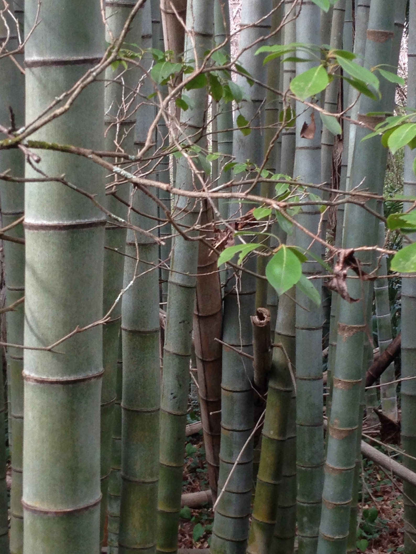 DECOR Huge 4.5 Dia. Flamed Cured Bamboo 1 Pole - Etsy