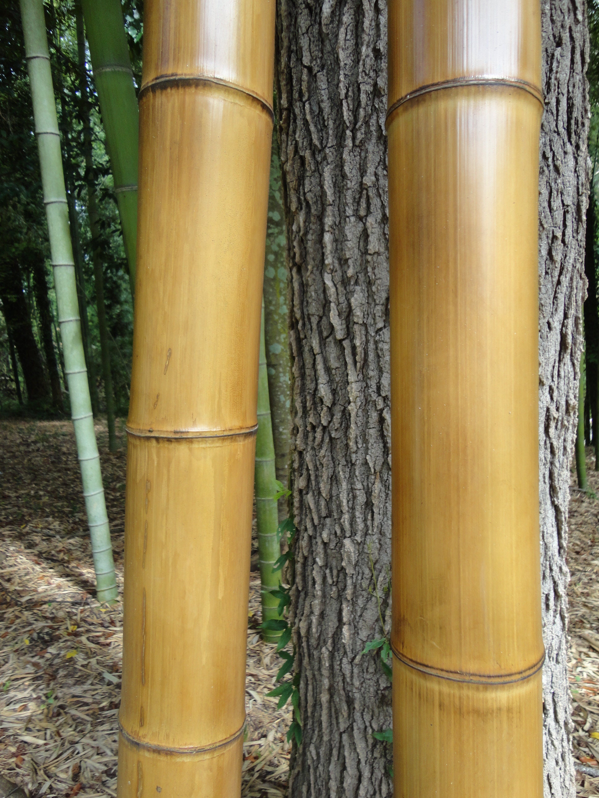 DECOR Huge 4.5 Dia. Flamed Cured Bamboo 1 Pole - Etsy