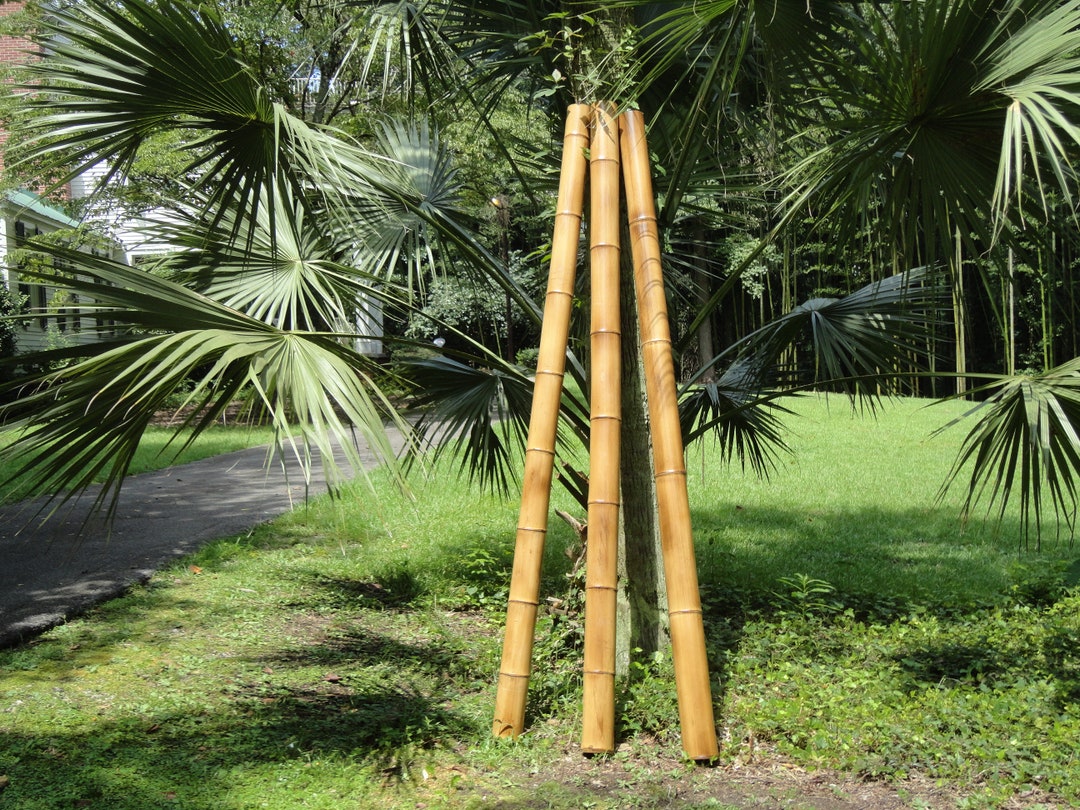 DECOR Giant 4 Diameter Flame Cured Bamboo Pole 1 1' 8' Length Indoor ... DECOR Giant 4 Diameter Flame Cured Bamboo Pole 1 1' 8' Length Indoor ...