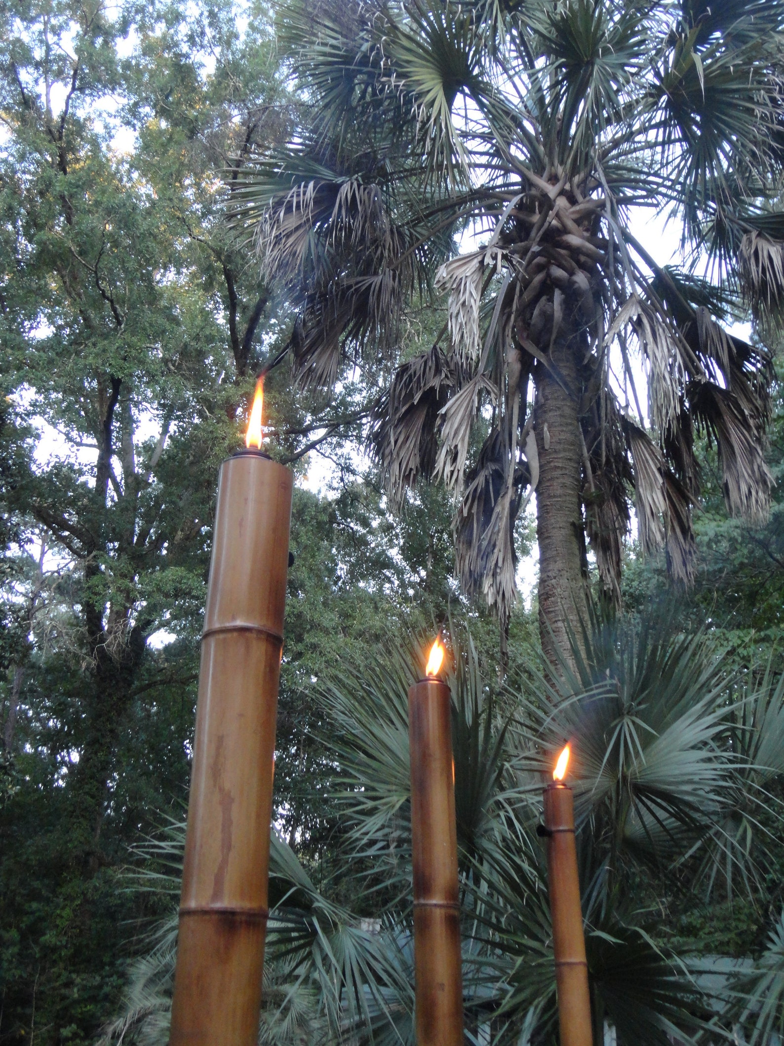 Flaming Bamboo Torch Flame Cured Bamboo Poles 4 Dia. X 7' Length ...