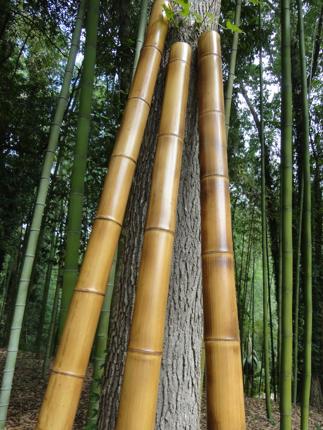 DECOR 5 Massive Rare Flame Cured Moso Bamboo 1 Pole 5 Dia. X 6' to 8 ...